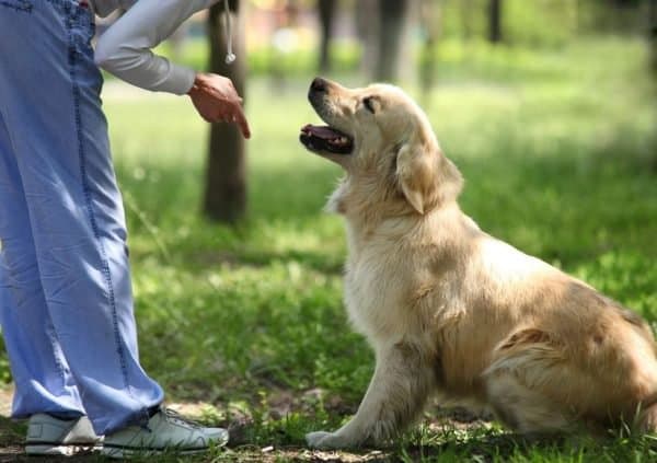 9 Ways To Help Your Dog Live Longer (And Healthier)