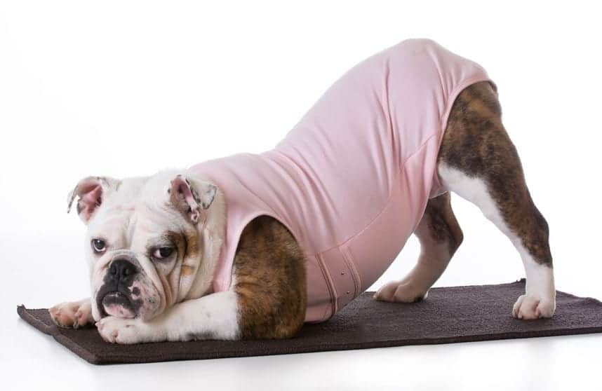 What Counts As Exercise For A Dog What Counts As Exercise For A Dog
