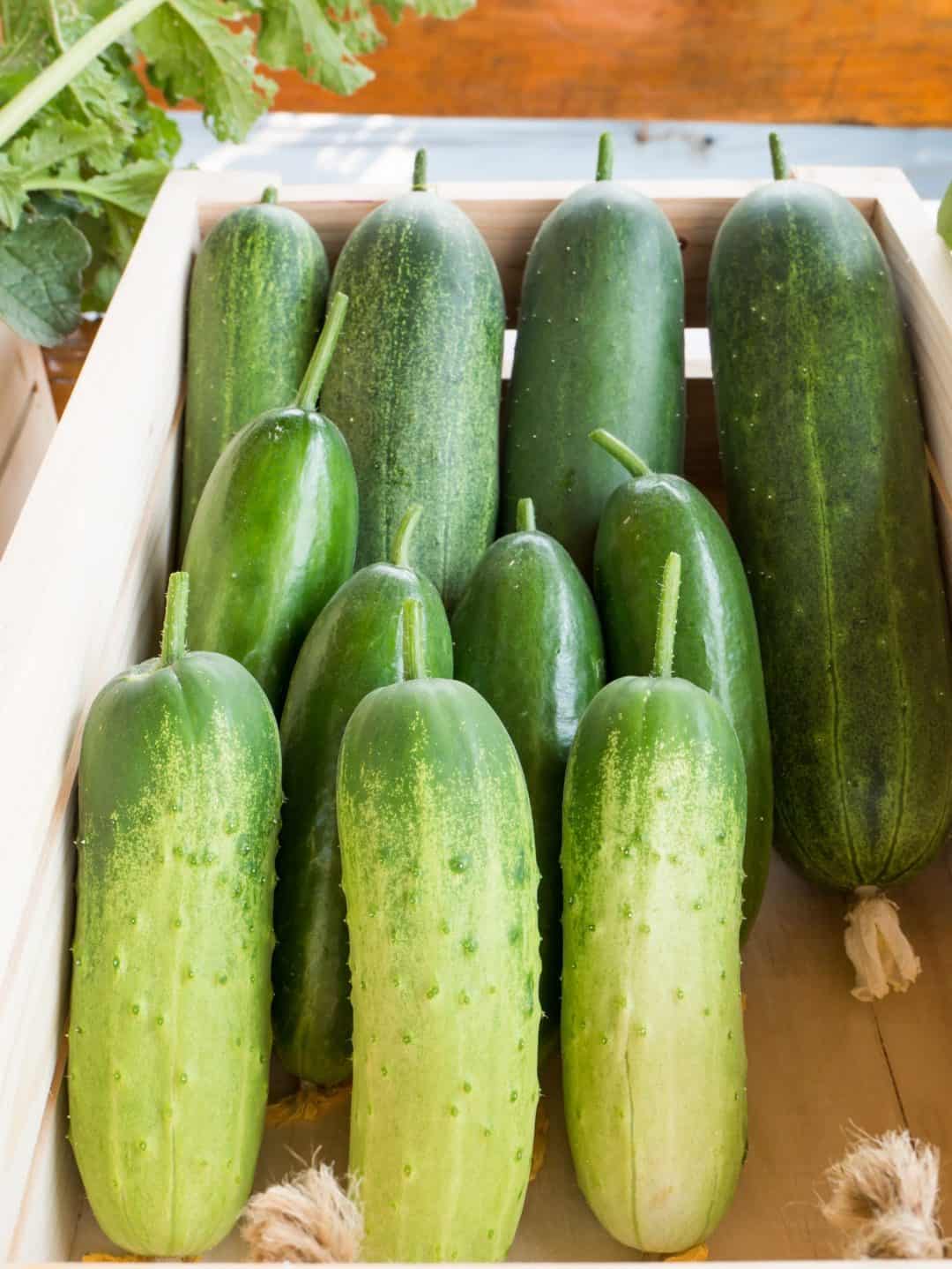 Cucumber for Dogs: Is It Safe For Them To Eat? | Dr. Marty Answers