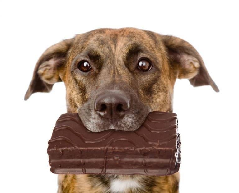 7 Surprisingly Bad Foods for Dogs (They are Toxic!) - Dr. Marty Pets