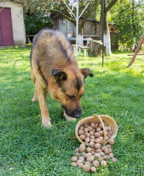 Can Dogs Eat Nuts? (what's safe and what's dangerous)