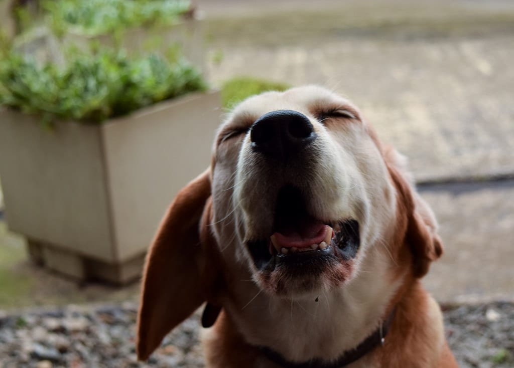 Reverse Sneezing: What Causes It And How To Help Your Pup