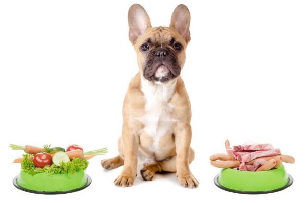 What Should I Do If My Dog Is Vomiting Bile Is It Serious what-should-i-do-if-my-dog-is-vomiting-bile-is-it-serious