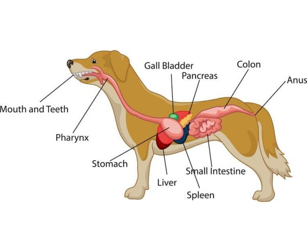 What Should I Do If My Dog Is Vomiting Bile – Is It Serious?
