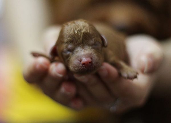 The 4 Stages Of Dog Pregnancy (and how you can help your pup)