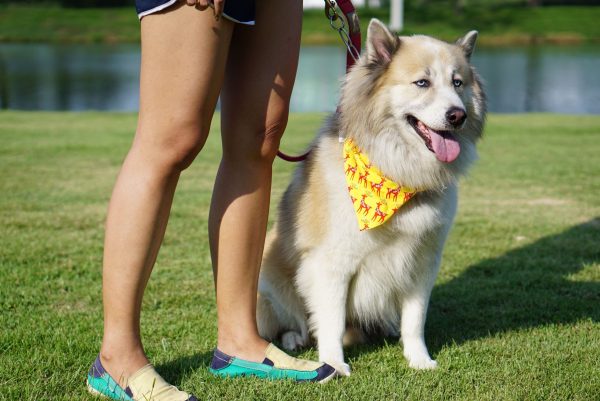 The Yellow Dog Project (and what a yellow ribbon means)