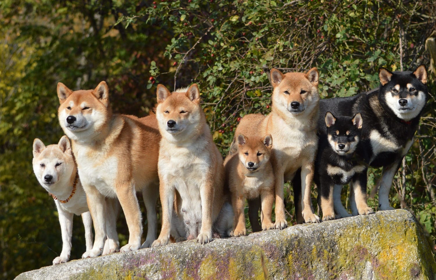 Shiba Colors