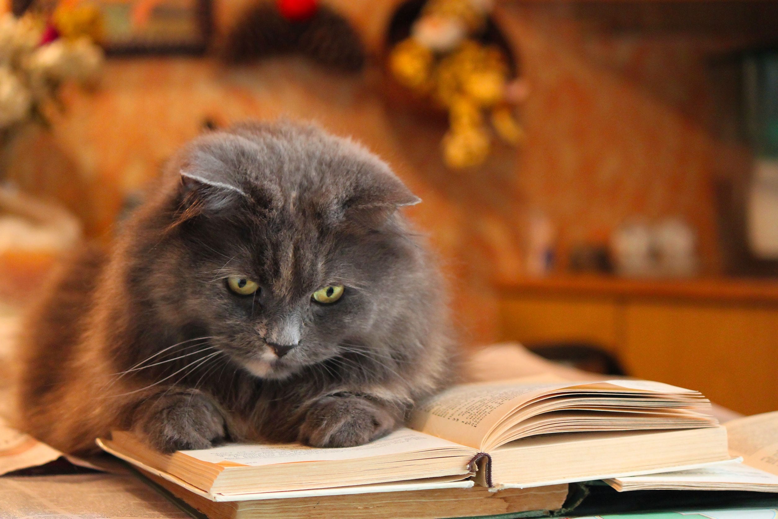 Want A Smart Cat 4 Ways To Train Their Brain Dr Marty Want A Smart Cat 4 Ways To Train Their Brain Dr Marty