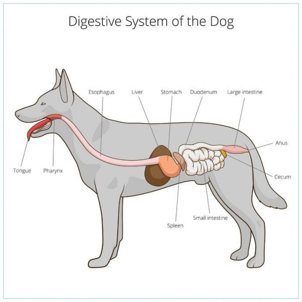 How to Recognize the Key Signs of Bloat in Dogs | Dr. Marty