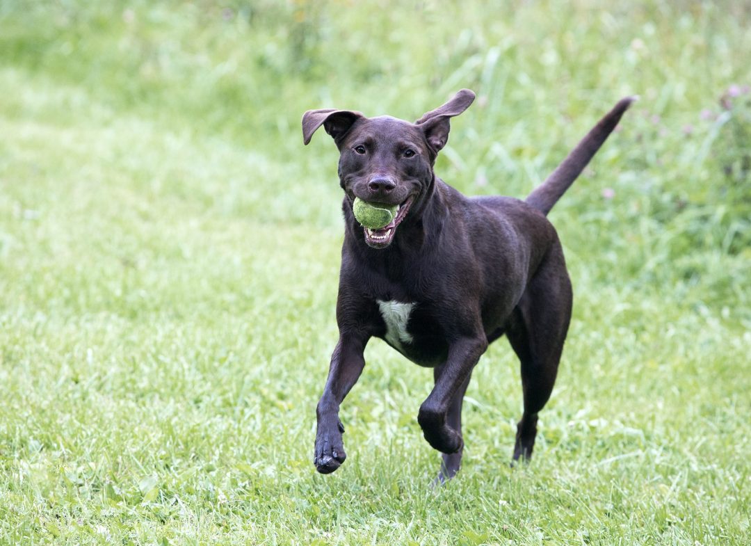 Everyone Loves a Lab Mix. Why Are They So Popular? | Dr. Marty
