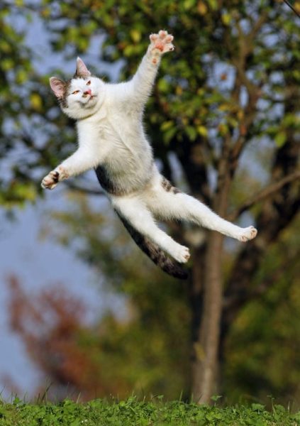 Falling Cat! How Cats Jump and Defy Gravity | Dr. Marty Pets