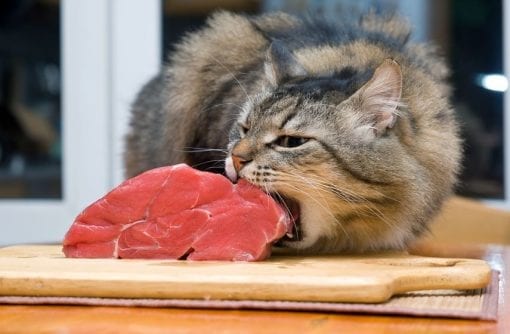Obligate Carnivore: Why You Cat Needs Meat | Dr. Marty