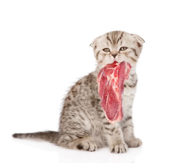 Obligate Carnivore: Why You Cat Needs Meat | Dr. Marty