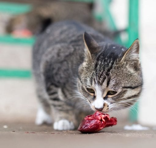 Obligate Carnivore: Why You Cat Needs Meat | Dr. Marty