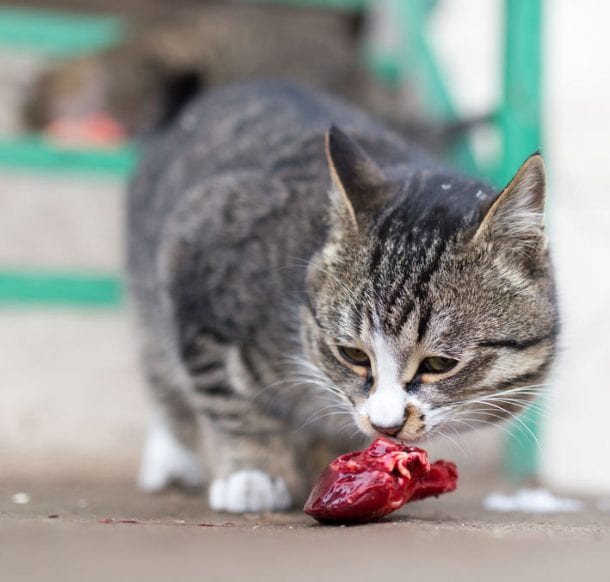 Obligate Carnivore: Why You Cat Needs Meat | Dr. Marty