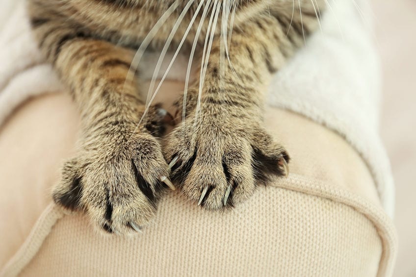 Declawing Cats is Never Acceptable | Dr. Marty Pets