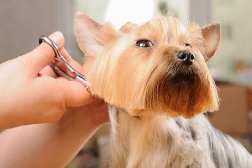 What is a Puppy Cut and Why Is It So Popular? - Dr. Marty Pets