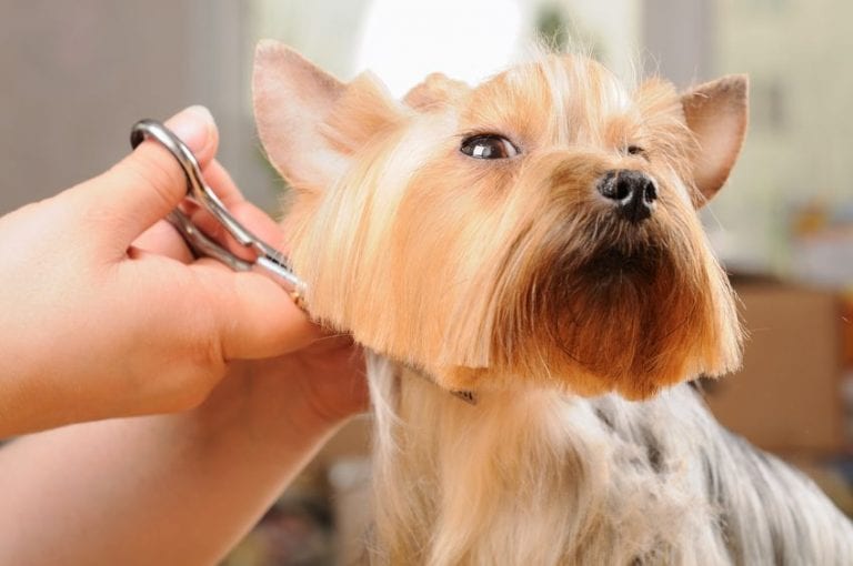 What is a Puppy Cut and Why Is It So Popular? - Dr. Marty Pets