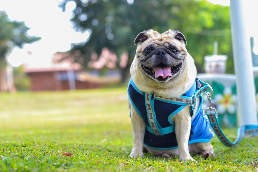 Walking Your Obese Dog Toward Weight Loss - Dr. Marty Pets
