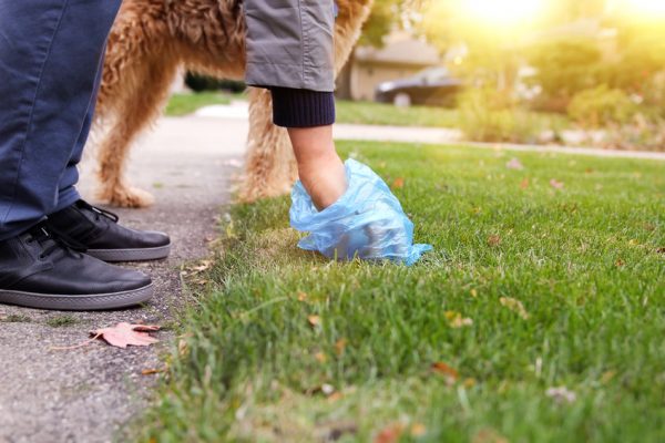 The Ultimate Guide to Dog Poop | Poop Color | Dr. Marty Pets