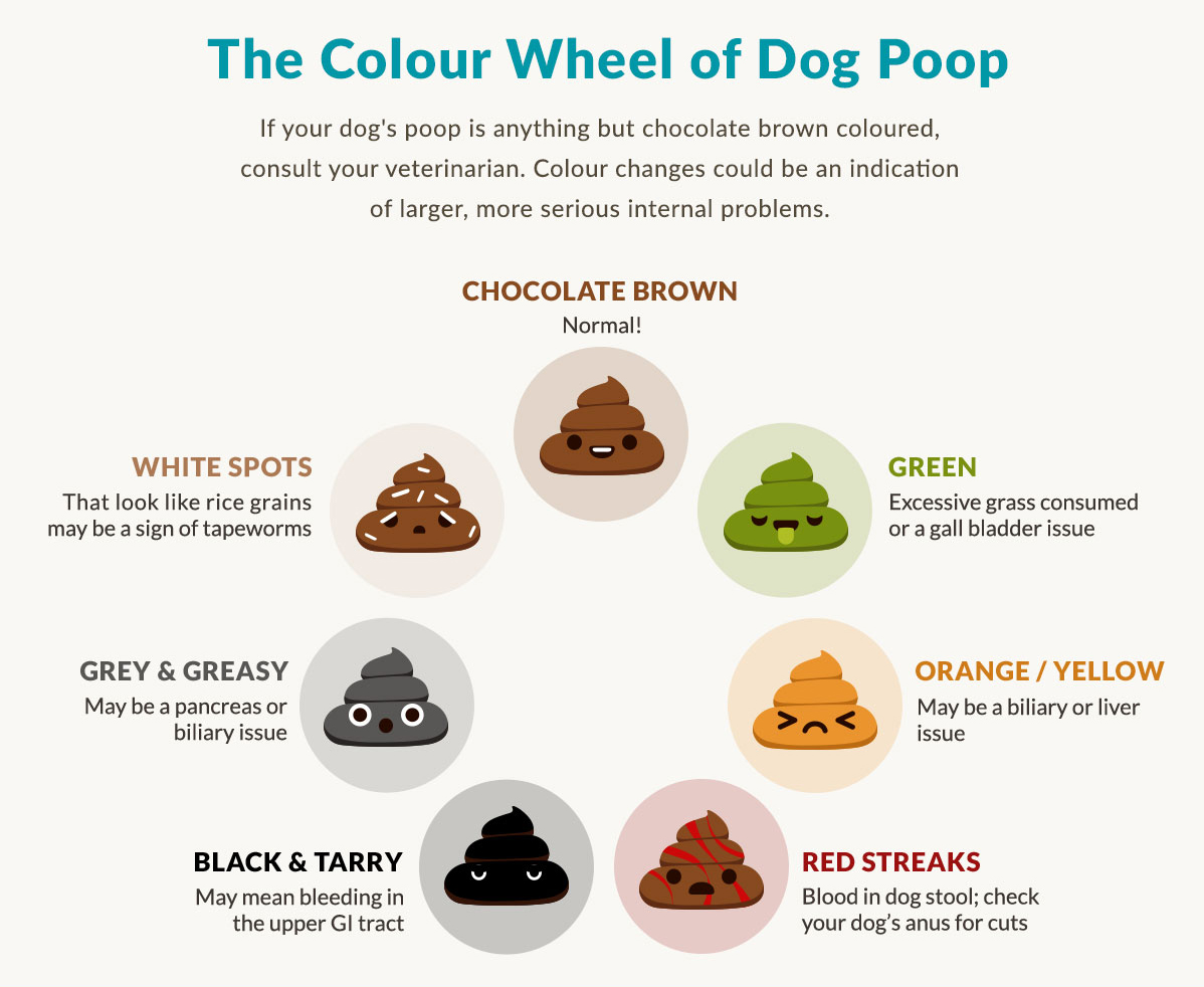 What Does White Dog Poop Tell About Your Pet s Health Dr Marty Pets