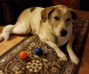 ProPower Plus - Dr Marty Pets