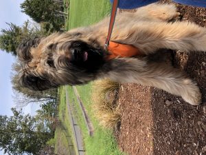 ProPower Plus - Dr Marty Pets