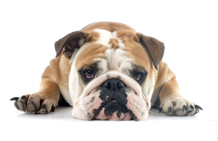Dog Vomiting and Diarrhea – What You Must Know - Dr. Marty Pets