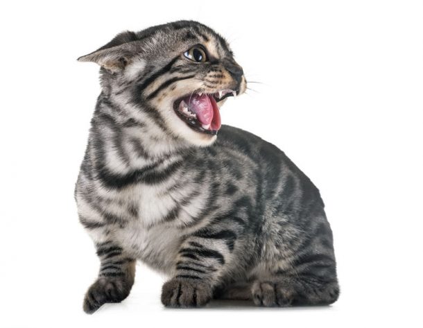 Understanding Cat Sounds - What's Your Cat Telling You? - Dr. Marty Pets