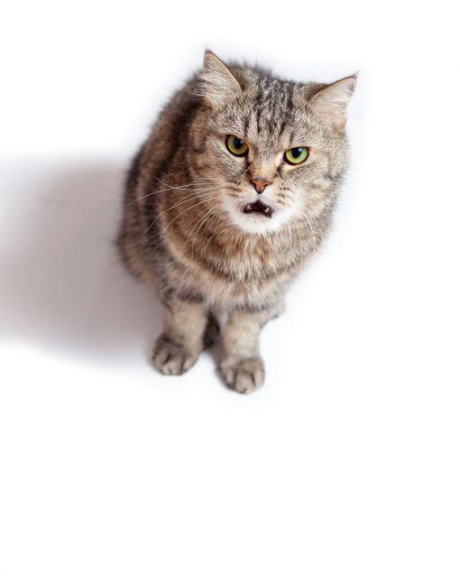 Understanding Cat Sounds - What's Your Cat Telling You? - Dr. Marty Pets
