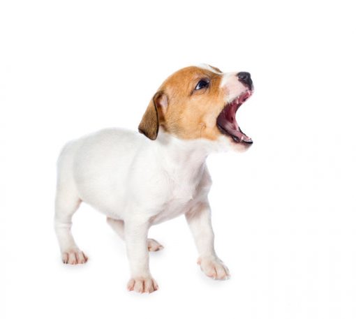 Communication: Understanding Dog Sounds - Dr. Marty Pets