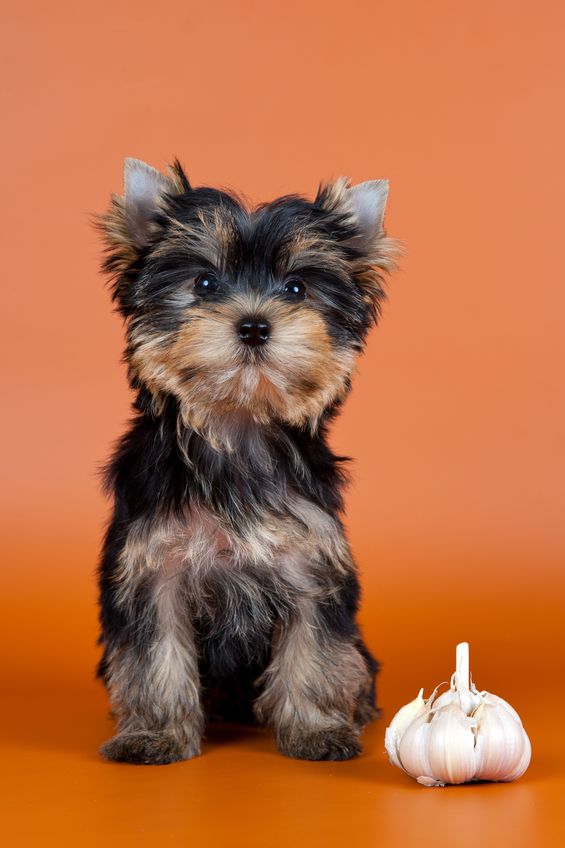 Pet Food Safety: Is Garlic Safe for Dogs to Eat? - Dr. Marty Pets