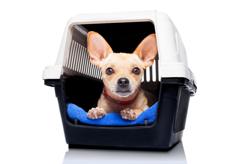 How Long Does It Take To Potty Train A Puppy Dr Marty Pets how-long-does-it-take-to-potty-train-a-puppy-dr-marty-pets