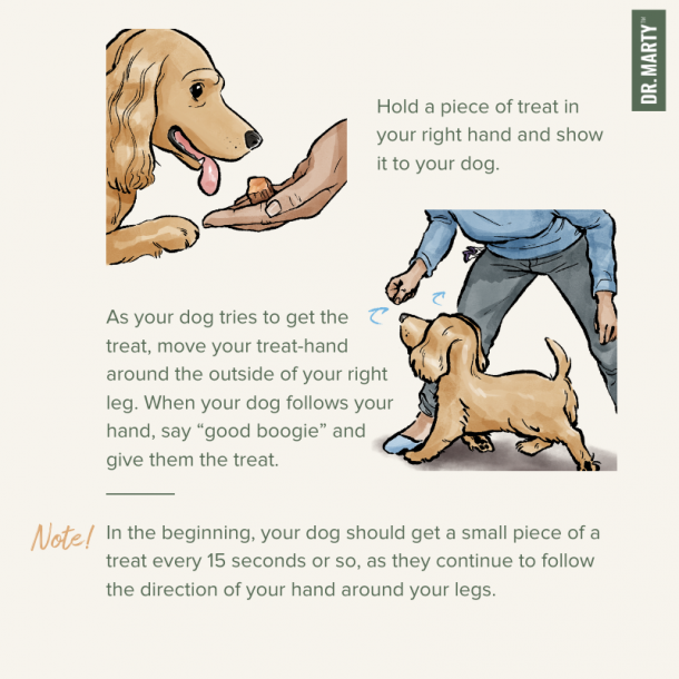 Teach Your Dog How to "Boogie" - Dr. Marty Pets