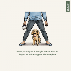 Teach Your Dog How to "Boogie" - Dr. Marty Pets
