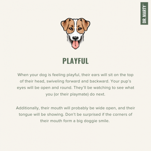 4 Canine Facial Expressions - Dr. Marty Pets