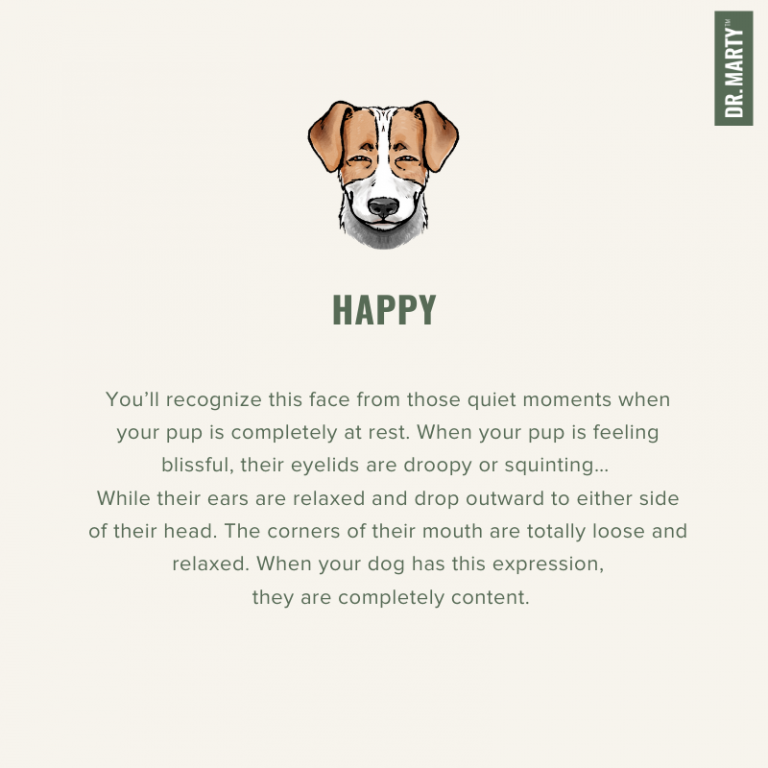 4 Canine Facial Expressions - Dr. Marty Pets