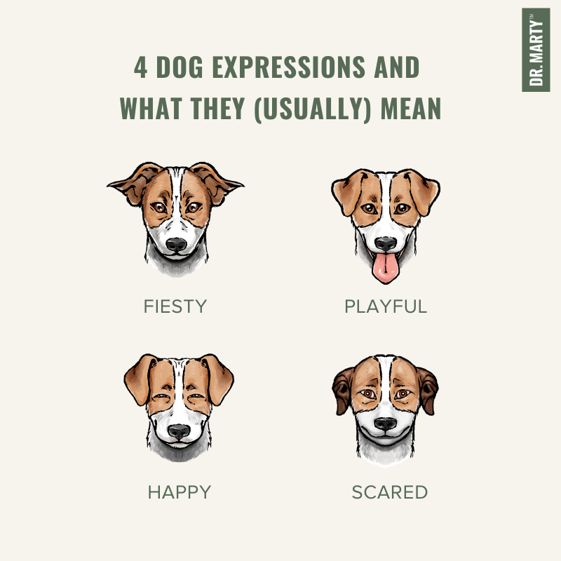 4 Canine Facial Expressions - Dr. Marty Pets