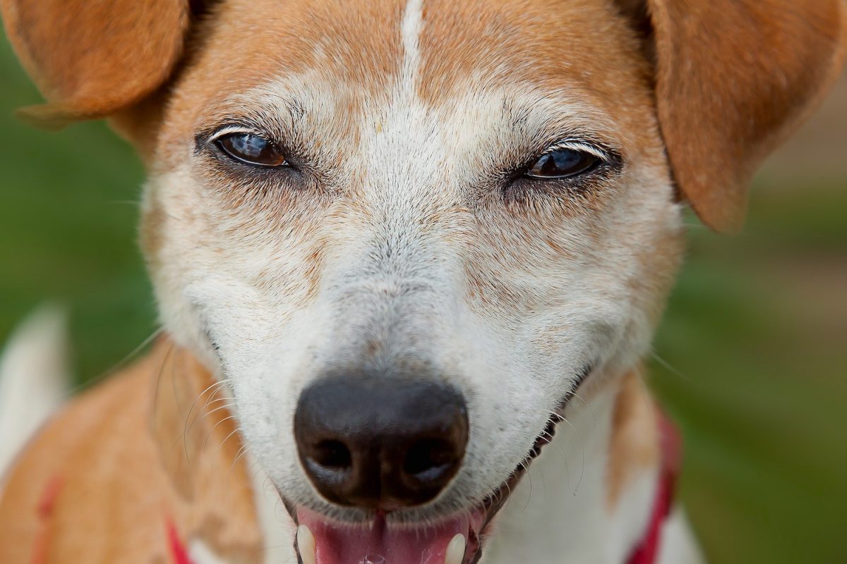 4 Canine Facial Expressions - Dr. Marty Pets