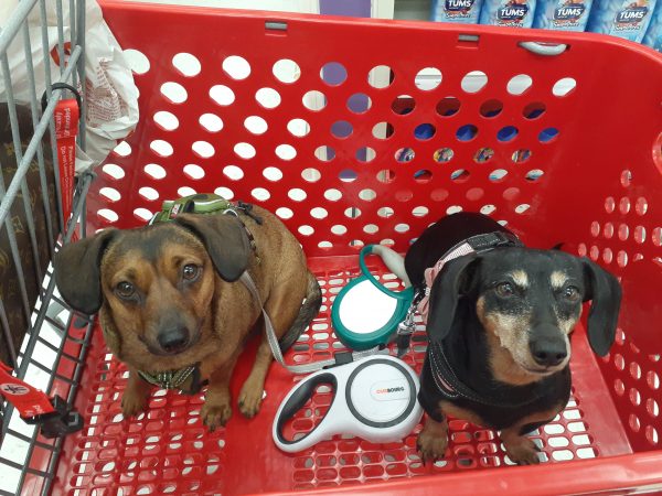 ProPower Plus - Dr Marty Pets