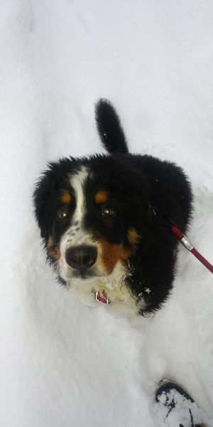 Tilly’s Treasures | Dr Marty's Dog Food