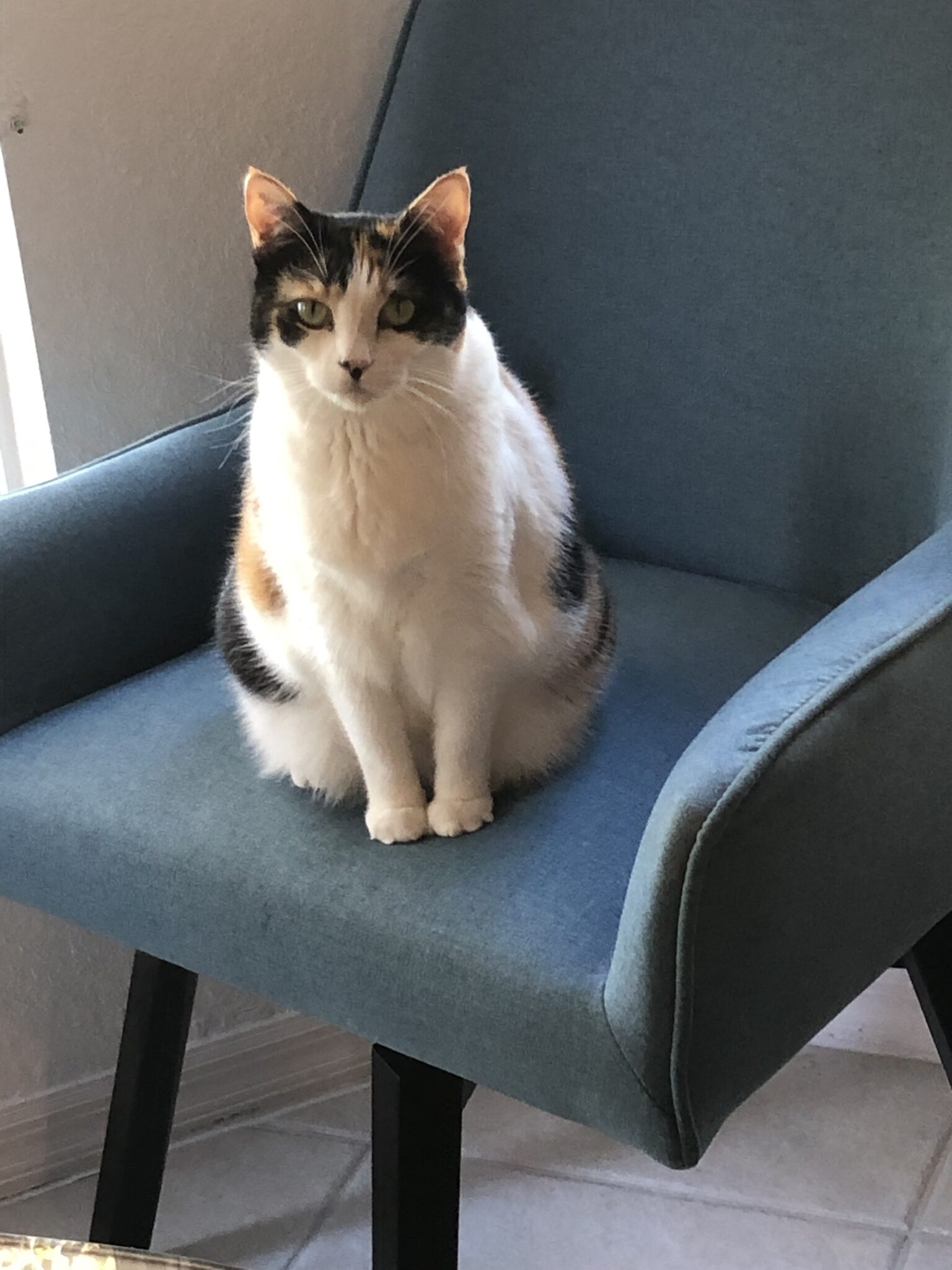 Nature's Feast | Natures Feast | Dr Marty Cat Food