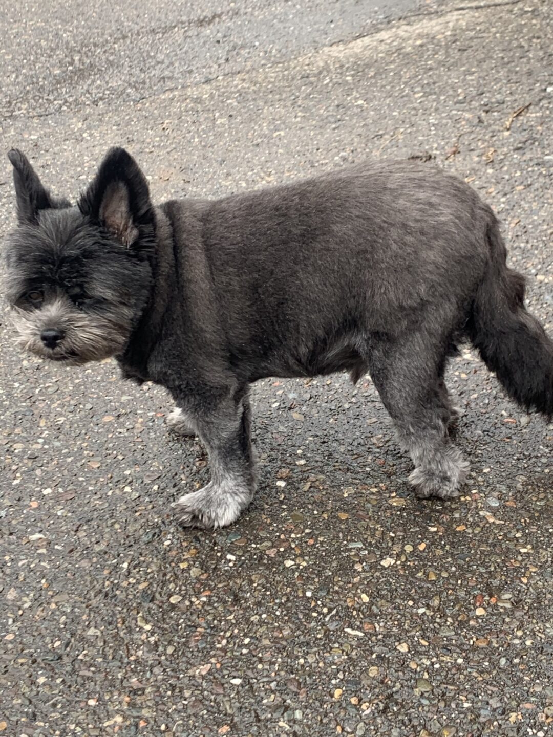 Dr. Marty Shine & Luster