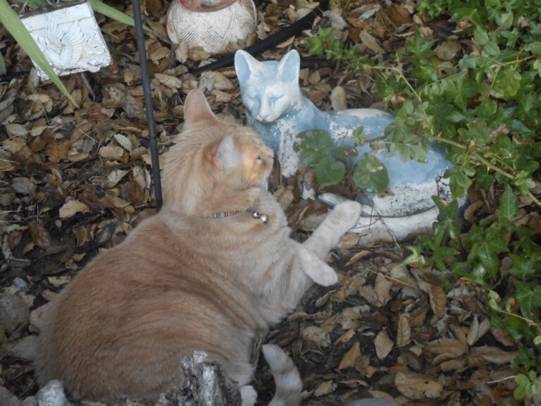 Nature's Feast | Natures Feast | Dr Marty Cat Food