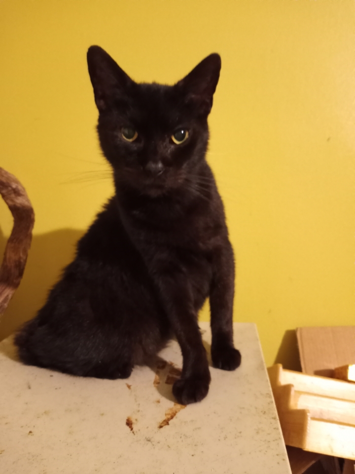 Nature's Feast | Natures Feast | Dr Marty Cat Food