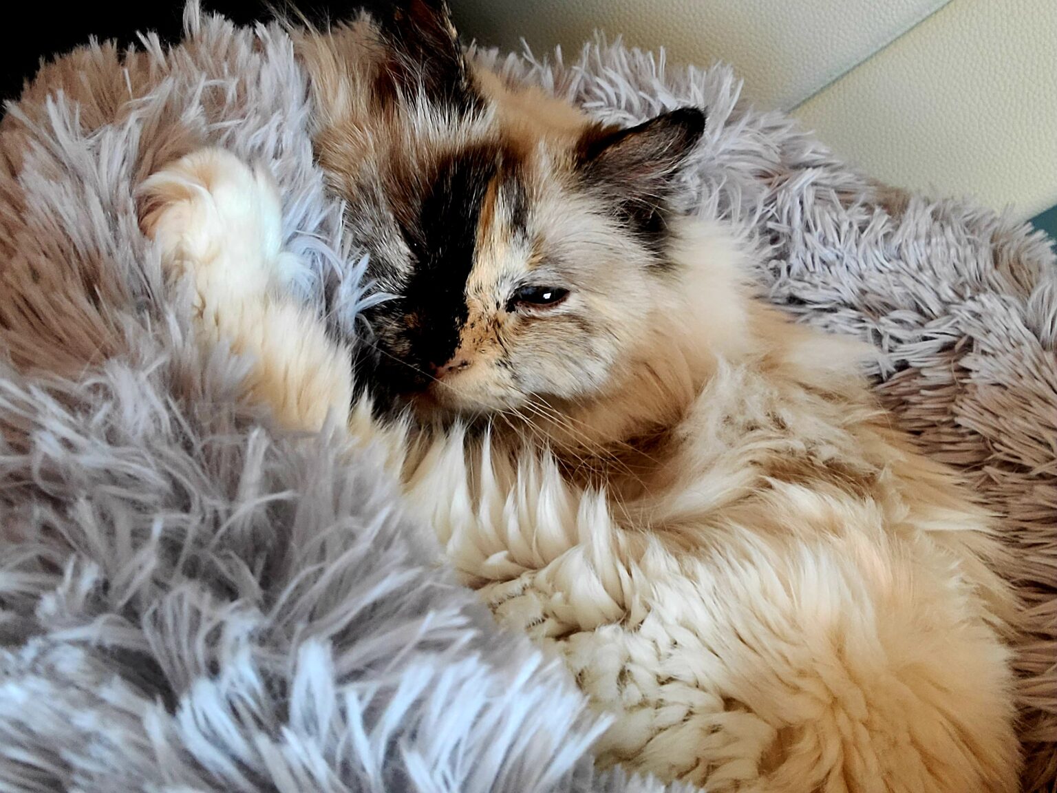 Nature's Feast | Natures Feast | Dr Marty Cat Food