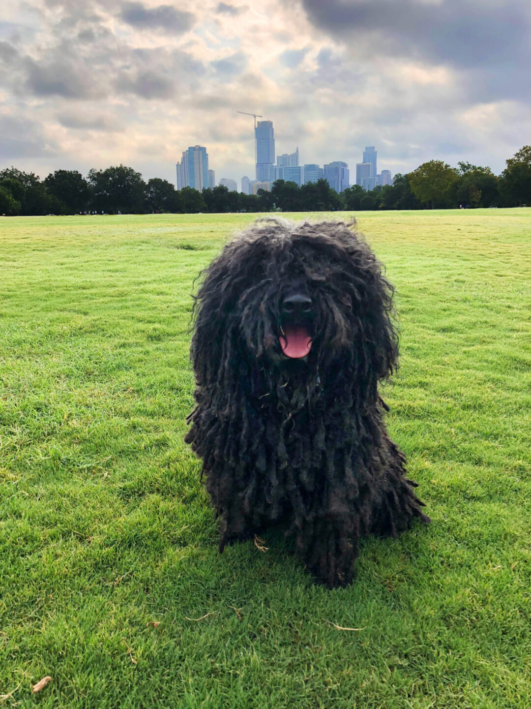 ProPower Plus - Dr Marty Pets