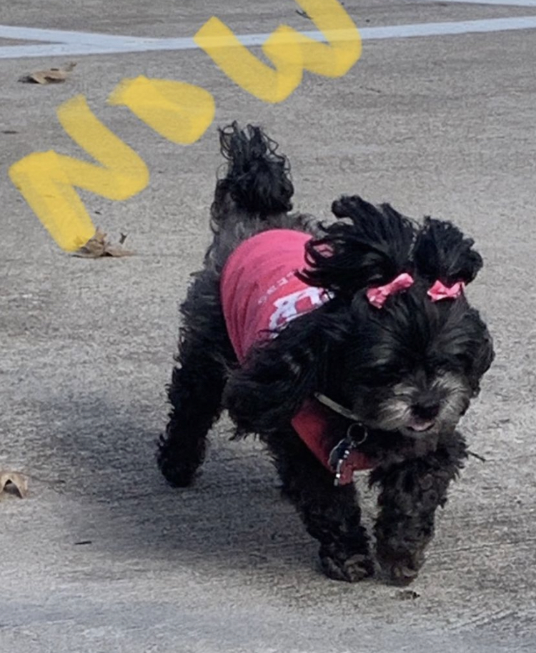 ProPower Plus | Dr. Marty Pets