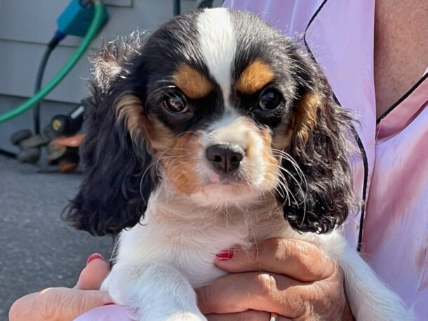 ProPower Plus - Dr. Marty Pets