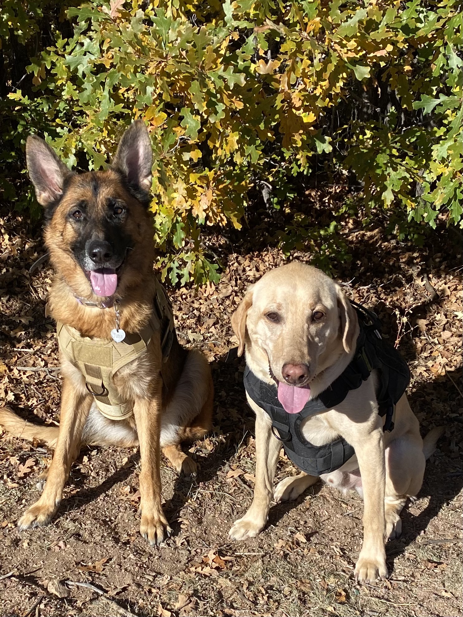 Cod Cracklers | Dr. Marty Pets